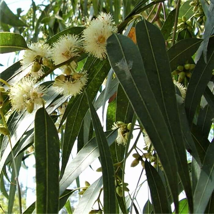 Eucalyptus globulus